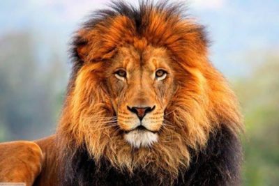 Significado del LEÓN 【 Espiritual - Simbólico - en Psicología
