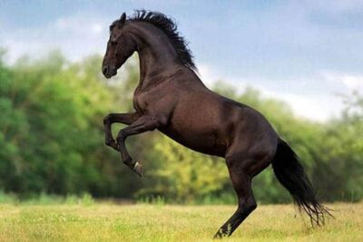Qué REPRESENTAN los CABALLOS ¡Descubre su simbología!