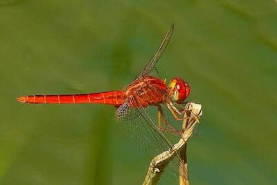 Significado ESPIRITUAL DE las LIBÉLULAS ¡Su simbología y más!