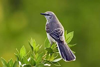 CANTO del CENZONTLE y su SIGNIFICADO ESPIRITUAL